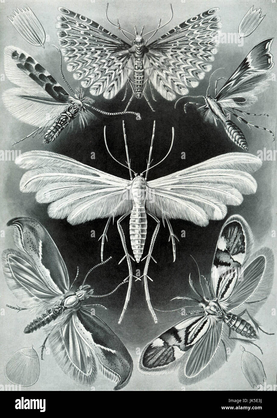 Some typical microlepidoptera: an alucitid many-plumed moth in the top ...