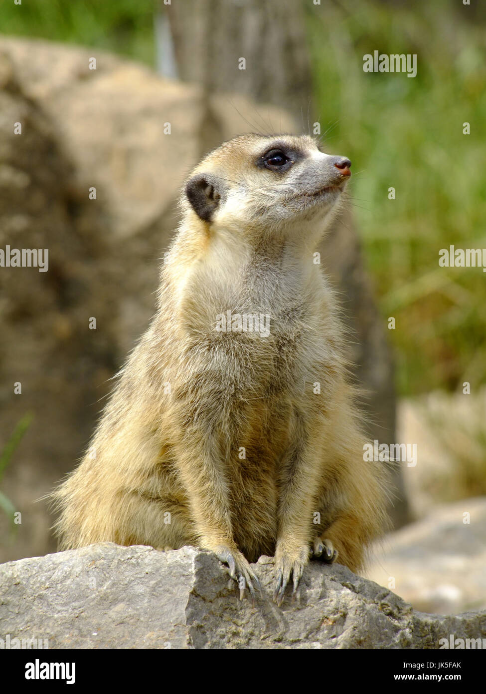 Meerkat Watching Scientific Classification: Suricata Suricatta Stock ...