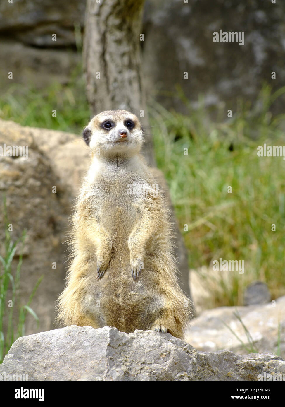 Scientific classification hi-res stock photography and images - Alamy