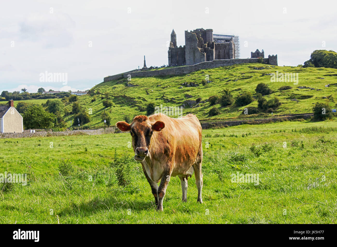 Irish cow hi-res stock photography and images - Alamy