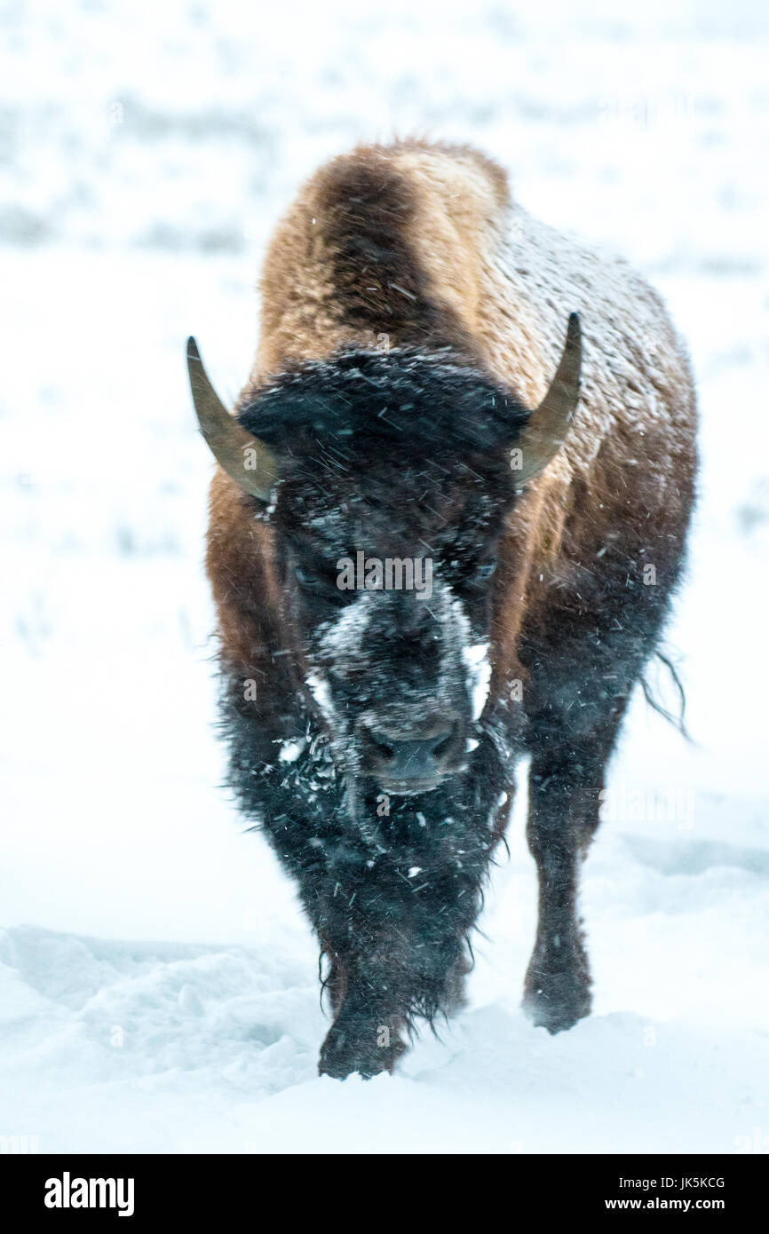 Bison in snow Stock Photo - Alamy
