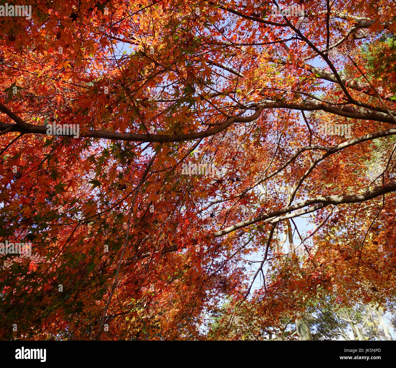 Landscape of Nara Park with many maple trees at autumn in Japan. Nara ...