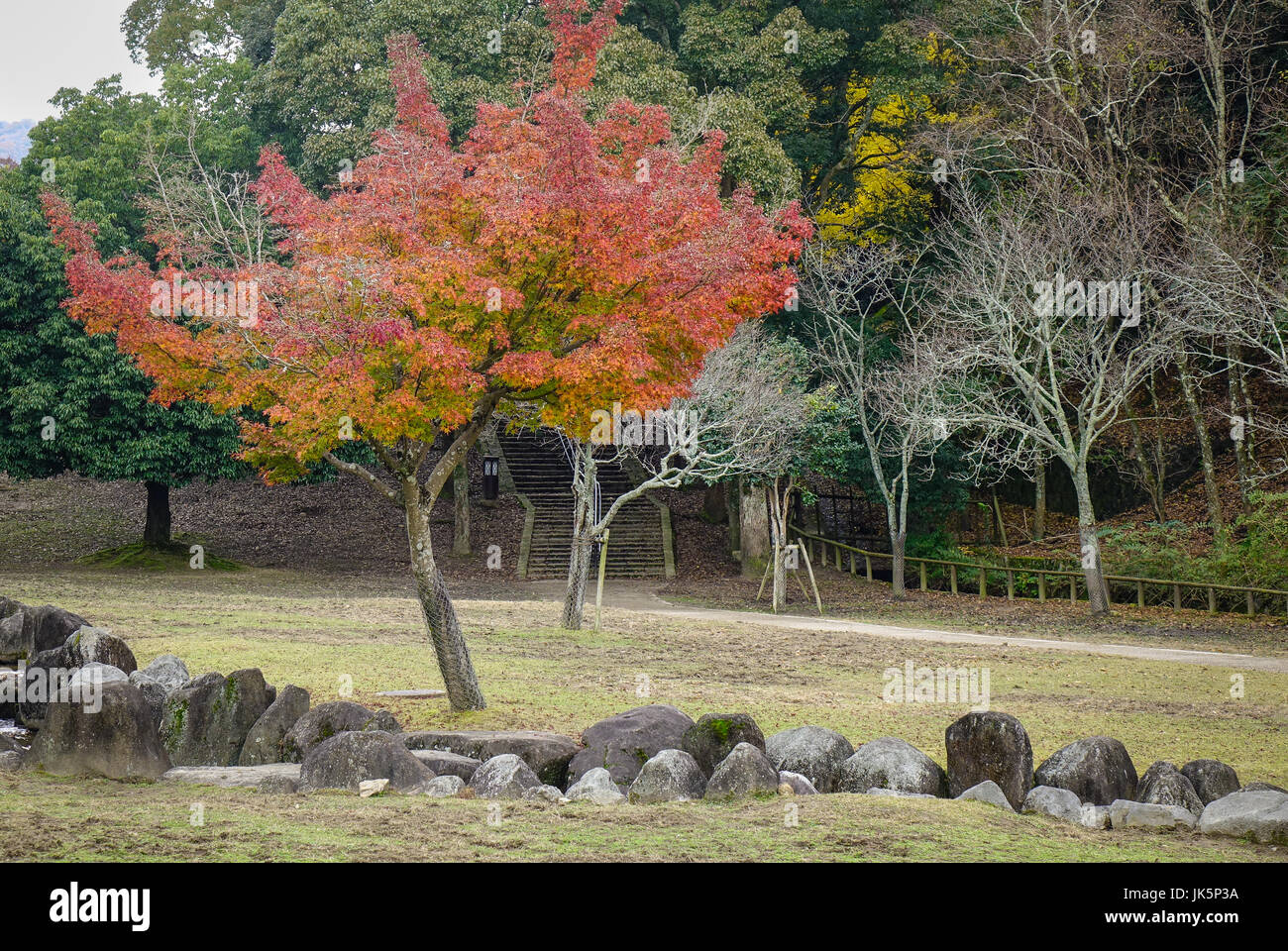 Autumn trees at Nara Park in Japan. Nara Park is located in the center ...