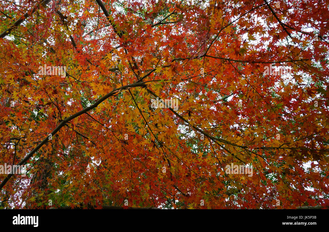 Landscape of Nara Park with autumn leaves in Nara, Japan Stock Photo ...