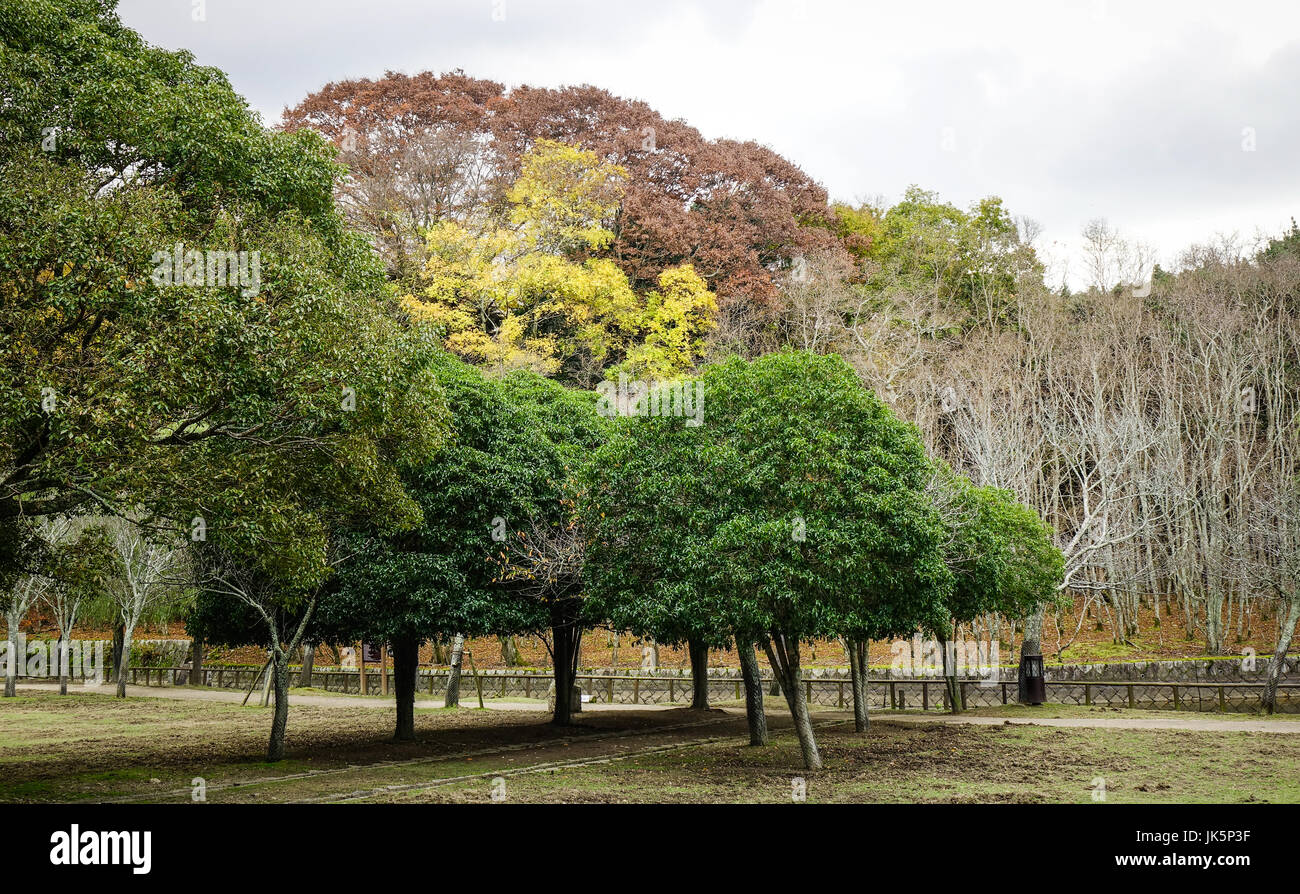 Autumn trees at Nara Park (Koen) in Japan. Nara Park is located in the ...