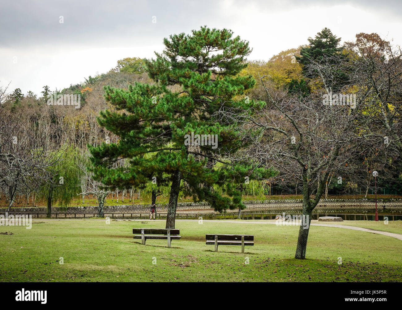 Pine trees at Nara Park in Japan. Nara Park is located in the center of ...