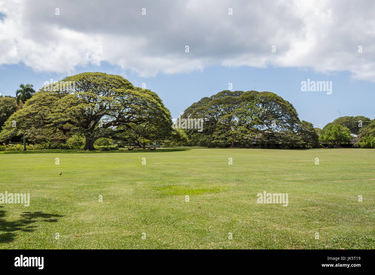 Monkey Pod Tree High Resolution Stock Photography and Images - Alamy