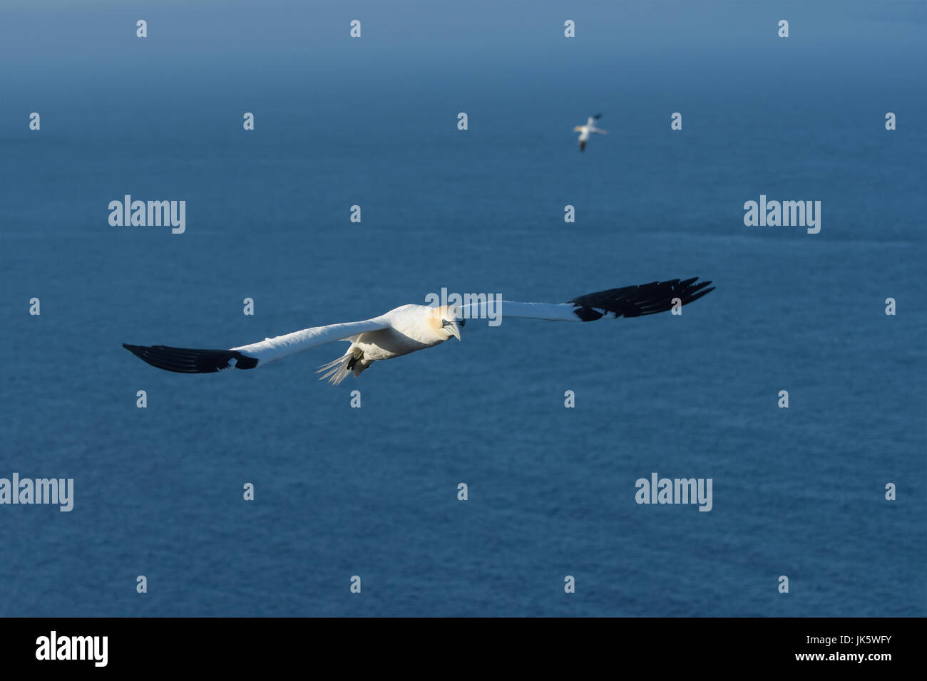 Northern Gannet in flight with its wings widely spread and the waters ...