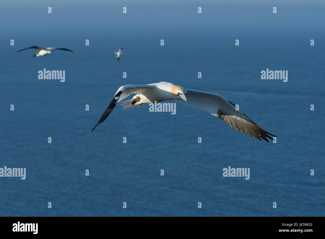 Northern Gannet in flight with its wings widely spread and the waters ...