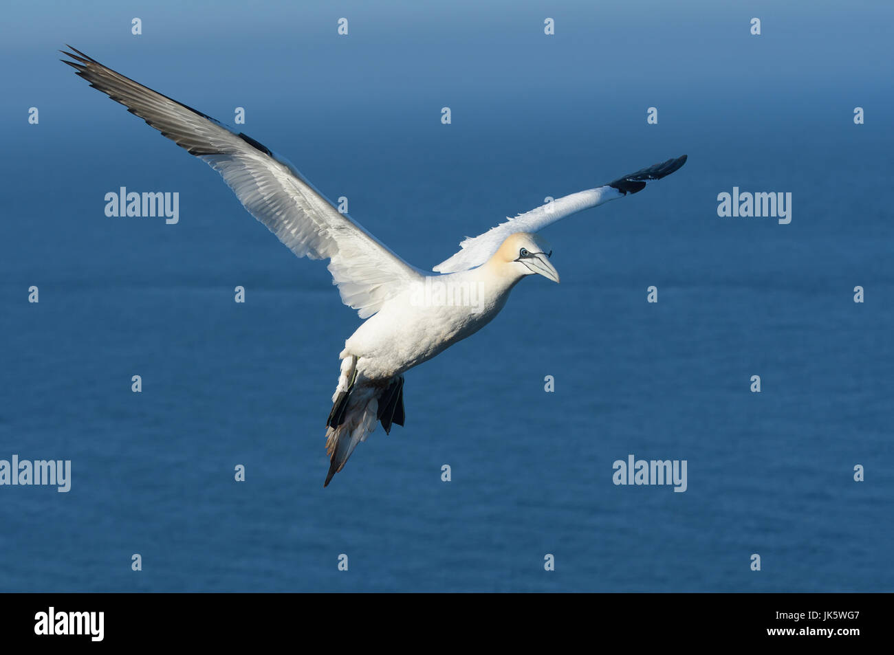 Northern Gannet in flight with its wings widely spread and the waters ...
