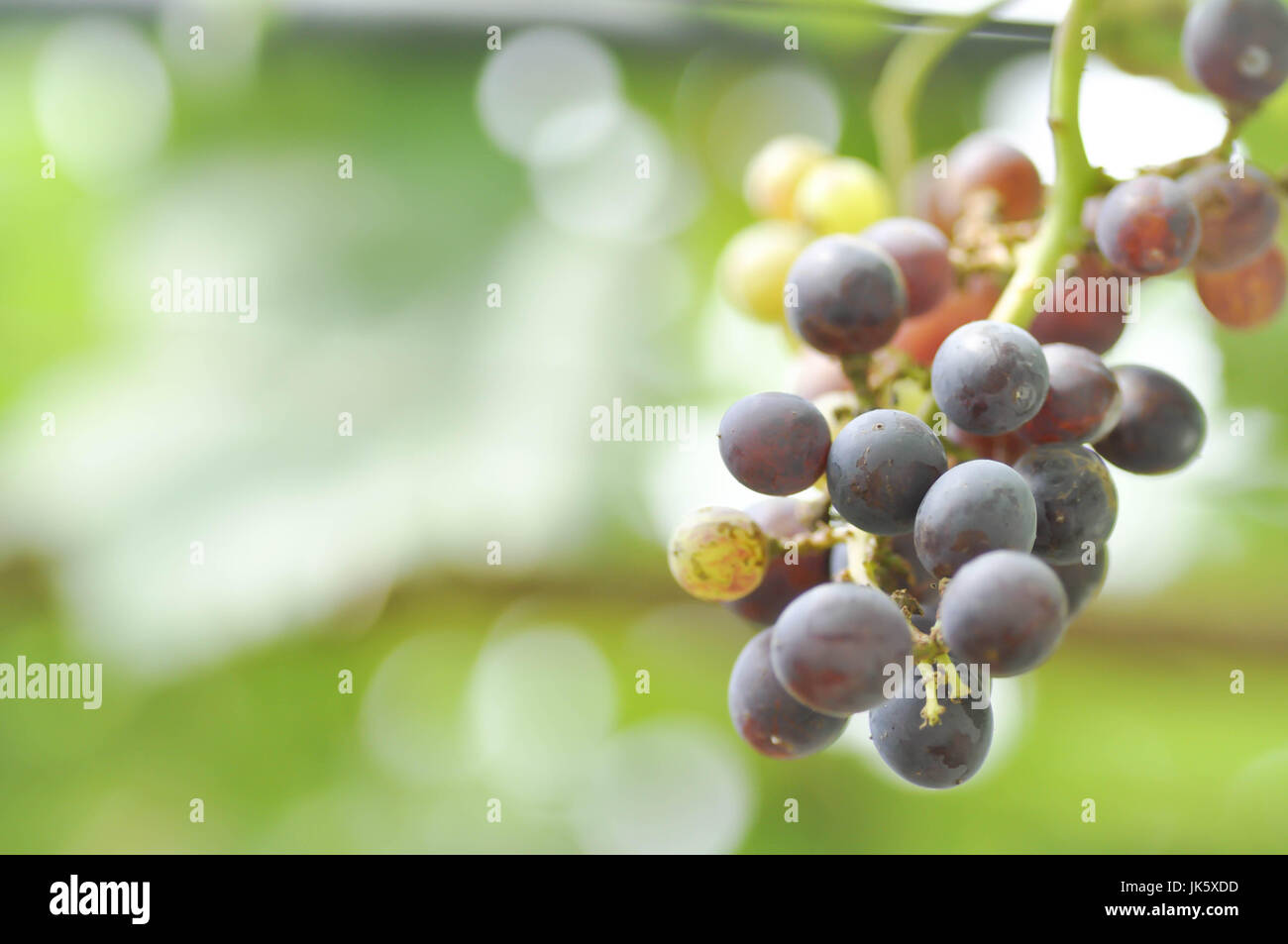 grape,grape plant in the orchard Stock Photo - Alamy