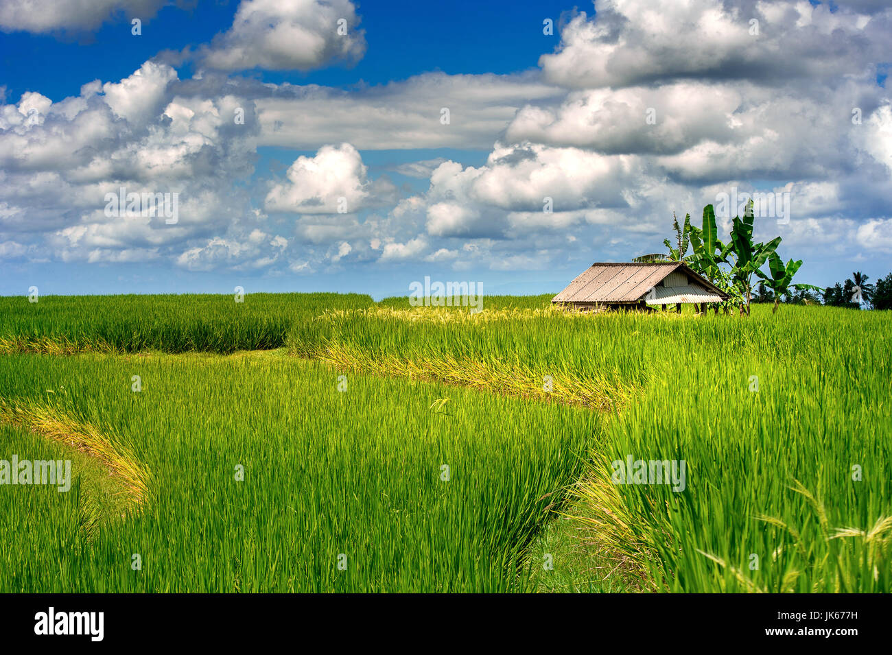 Rice fields in Bali island, Indonesia Stock Photo - Alamy