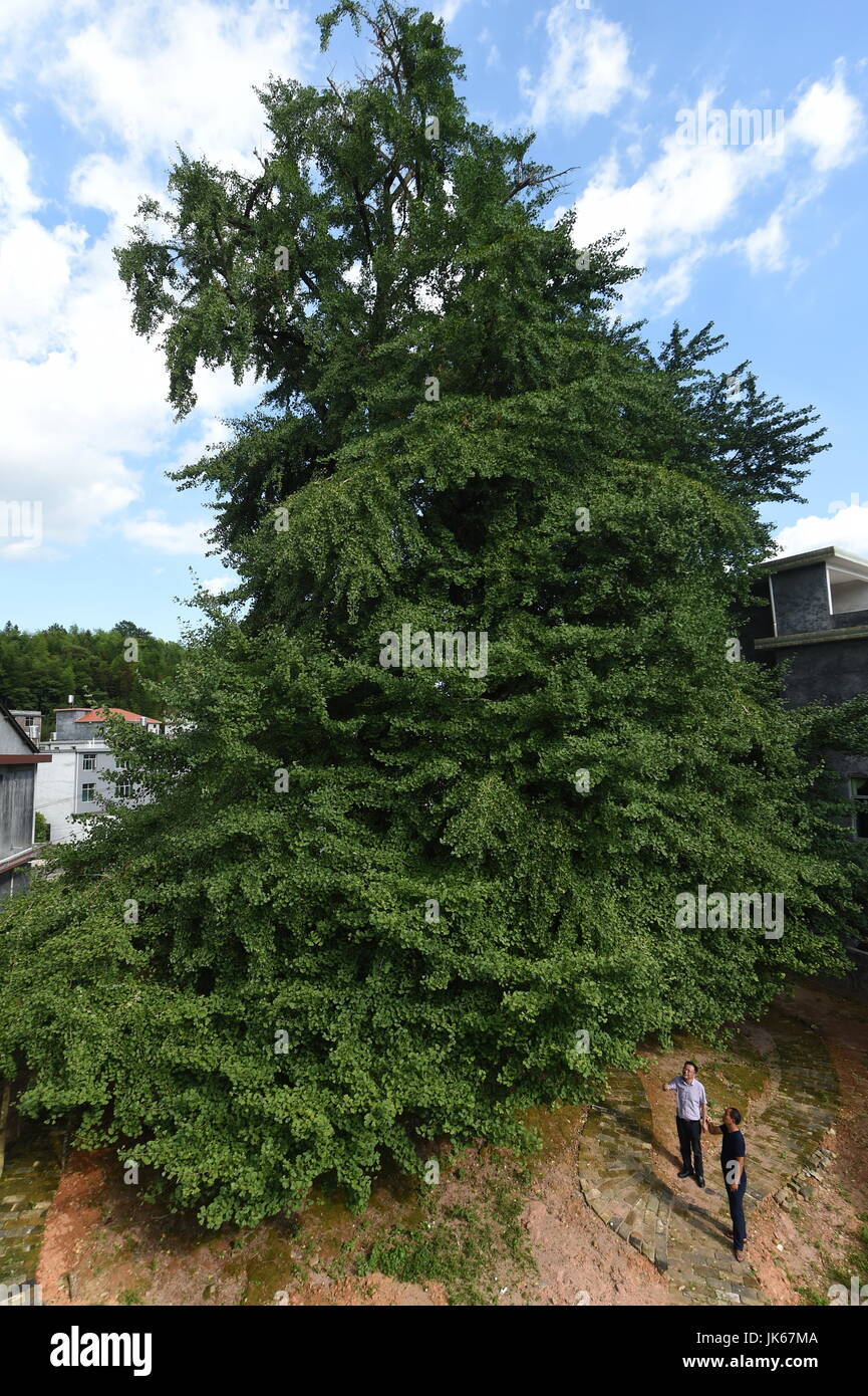 Thousand years ginkgo hi-res stock photography and images - Alamy
