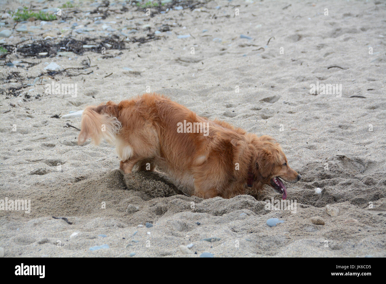 Dog digging on beach Stock Photo - Alamy
