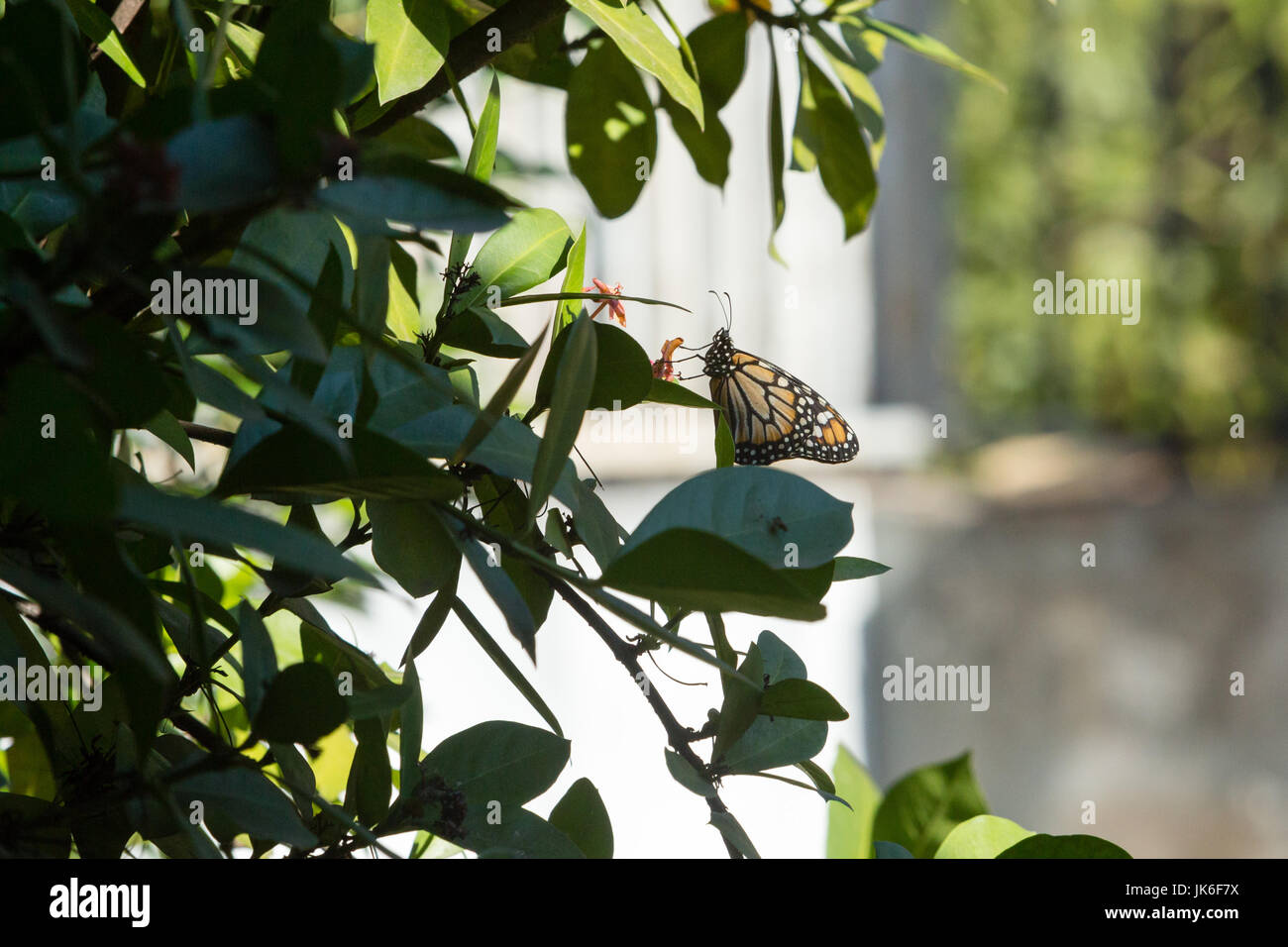 A Southern monarch (Danaus erippus) butterfly enjoys the sunshine while ...