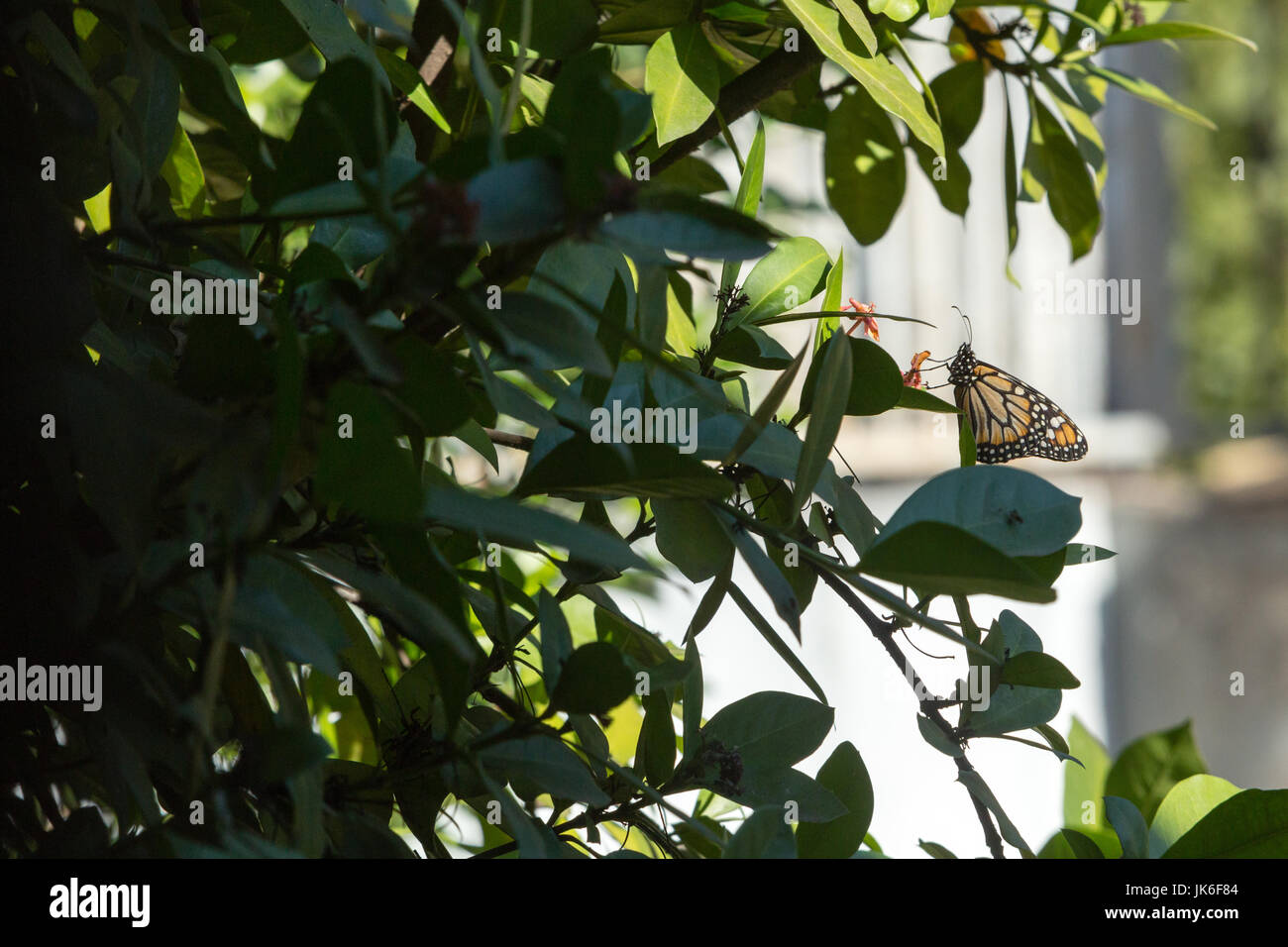 A Southern monarch (Danaus erippus) butterfly enjoys the sunshine while ...