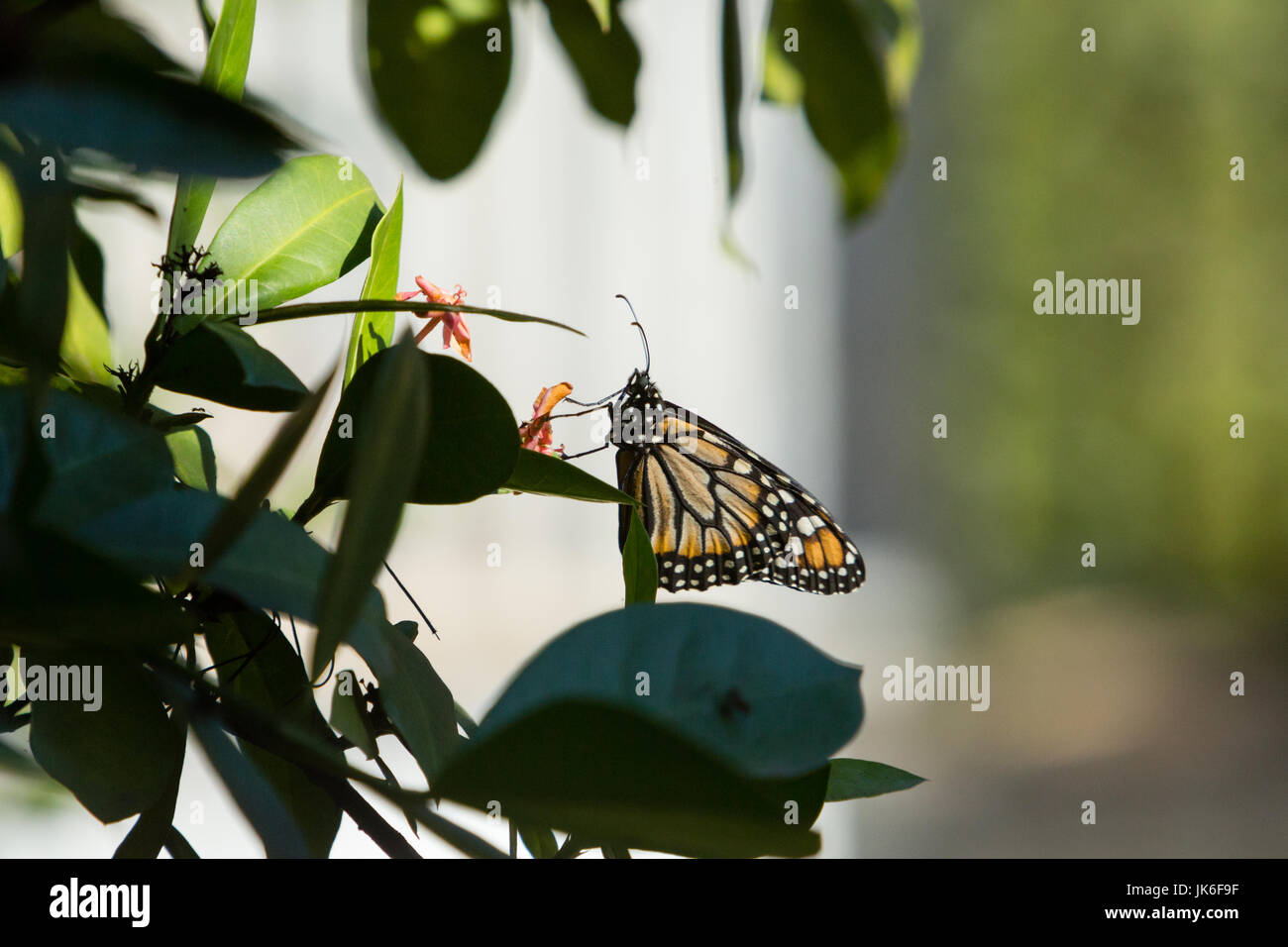 A Southern monarch (Danaus erippus) butterfly enjoys the sunshine while ...