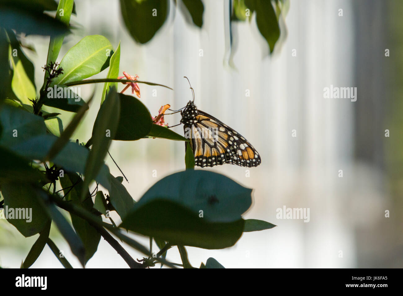 A Southern monarch (Danaus erippus) butterfly enjoys the sunshine while ...