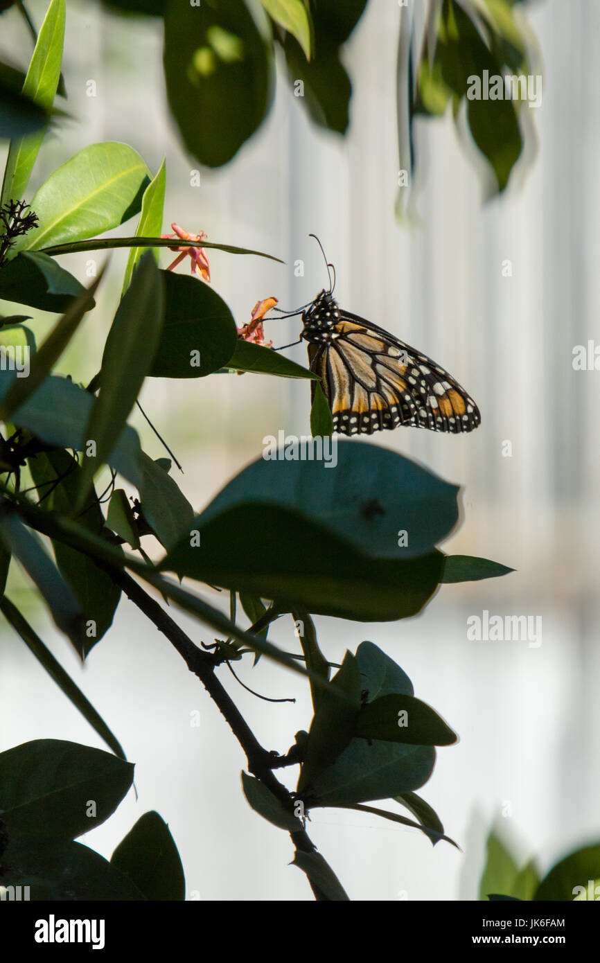A Southern monarch (Danaus erippus) butterfly enjoys the sunshine while ...