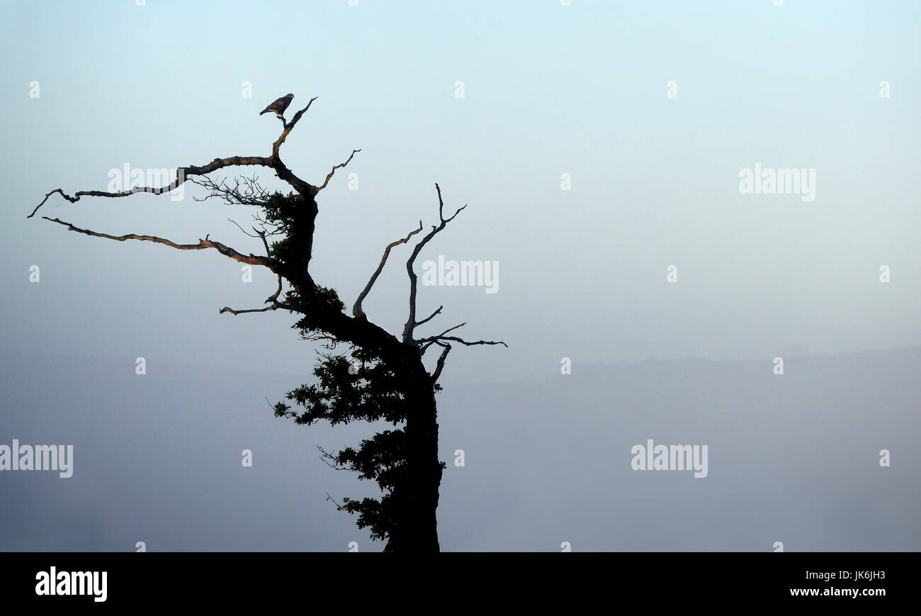 Buzzard in dead tree hi-res stock photography and images - Alamy