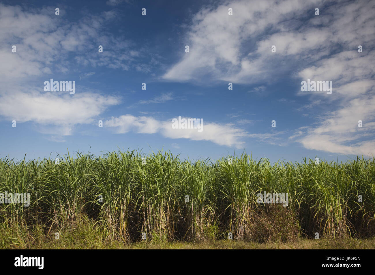 Louisiana sugar cane field hi-res stock photography and images - Alamy
