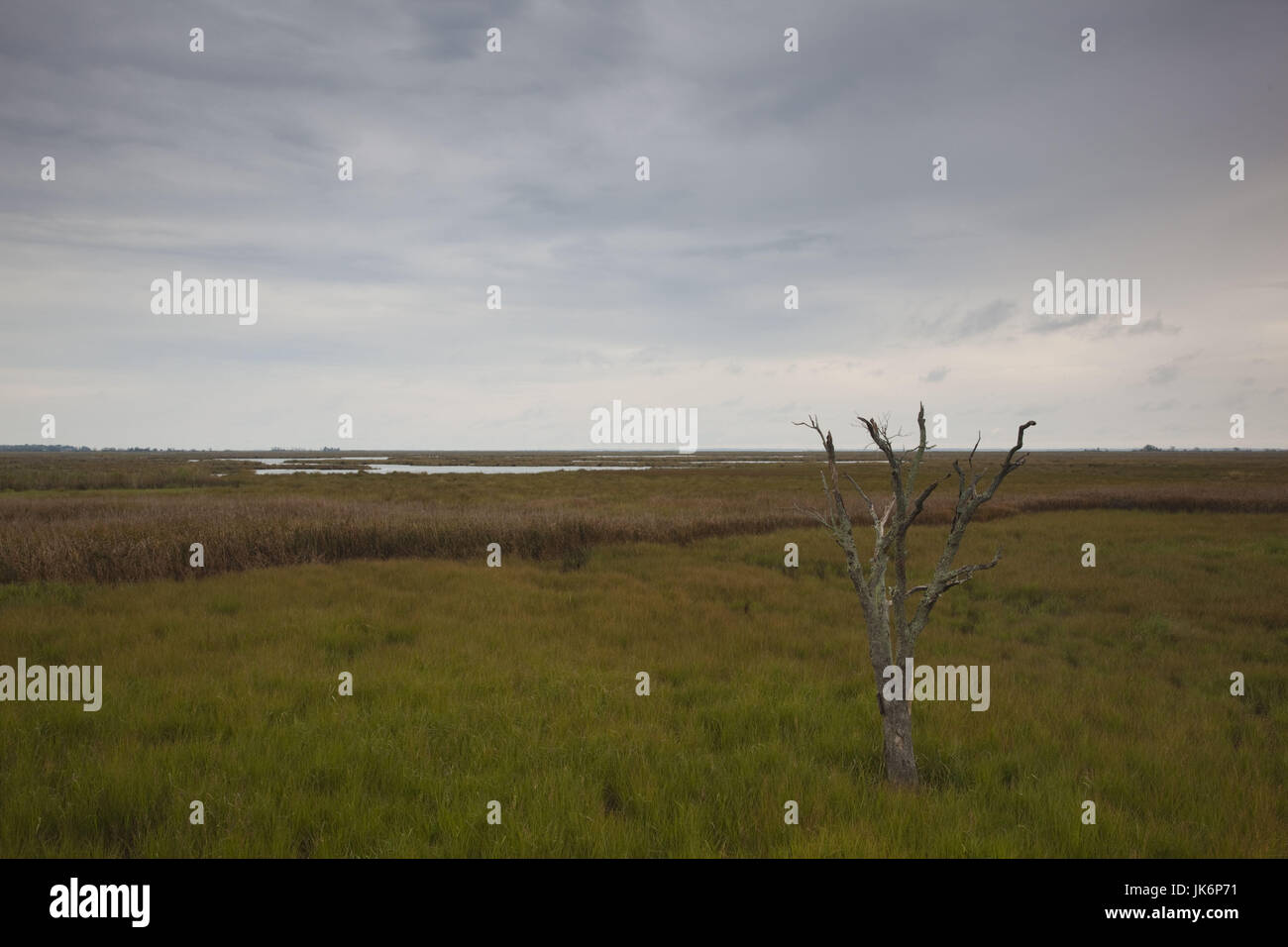 USA, Louisiana, Dulac, bayou by Lake Boudreaux Stock Photo - Alamy