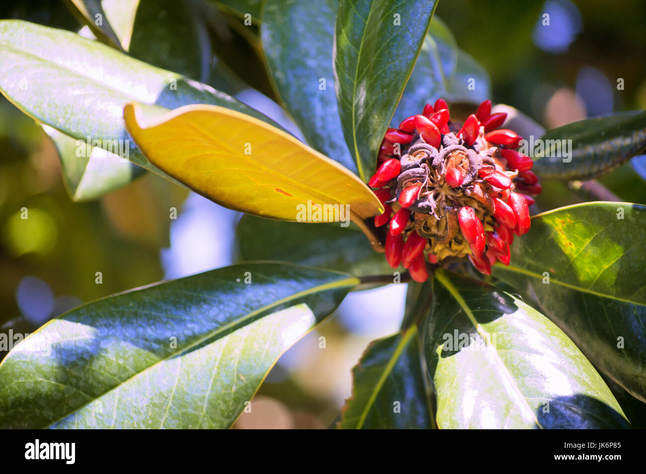 A red magnolia bud Stock Photo - Alamy