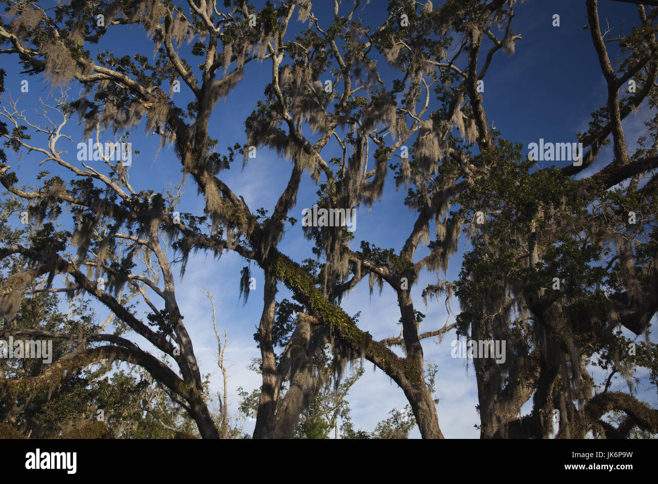 Jean lafitte louisiana hi-res stock photography and images - Alamy