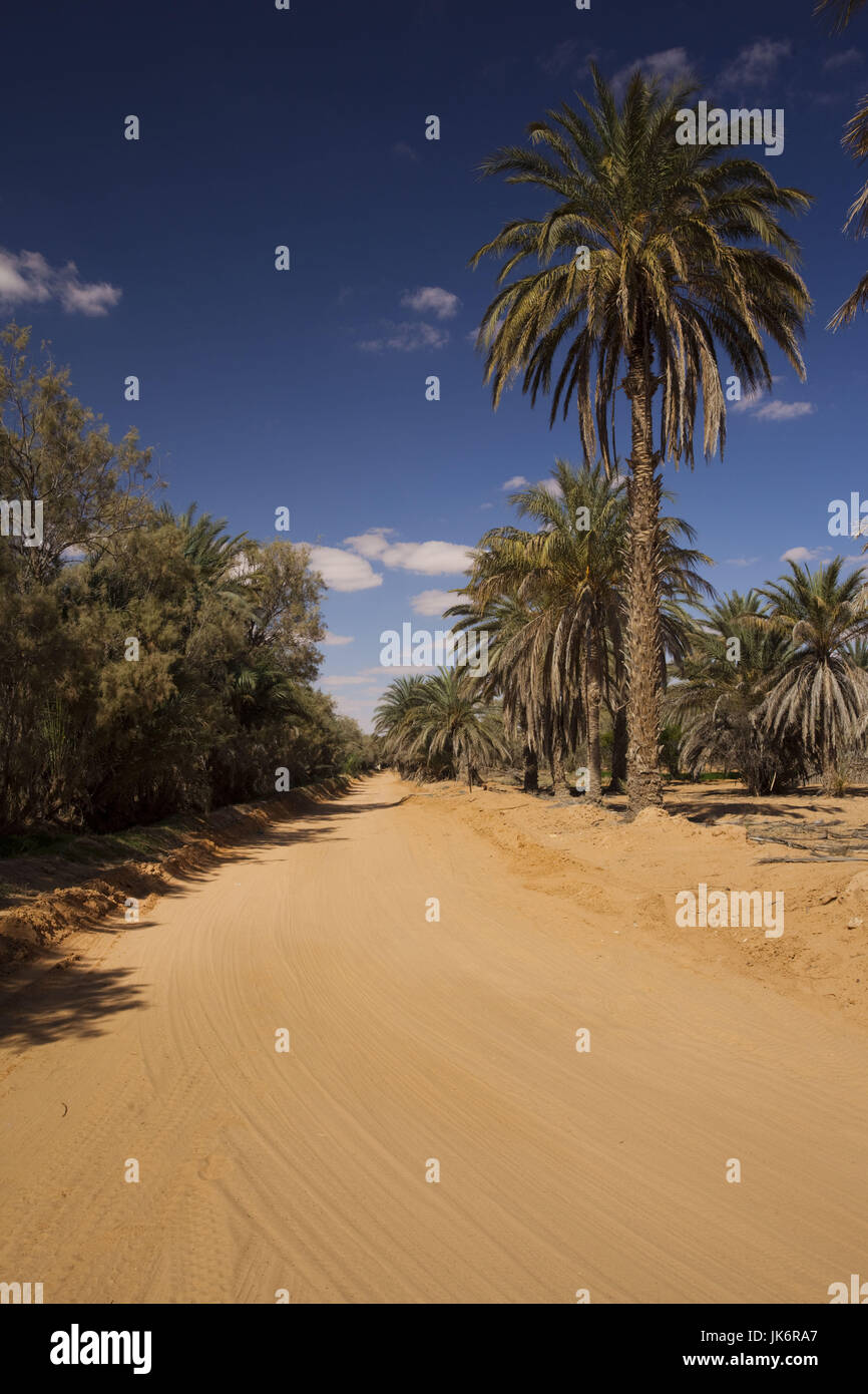 Tunisia, Ksour Area, Ksar Ghilane, date palm oasis Stock Photo - Alamy