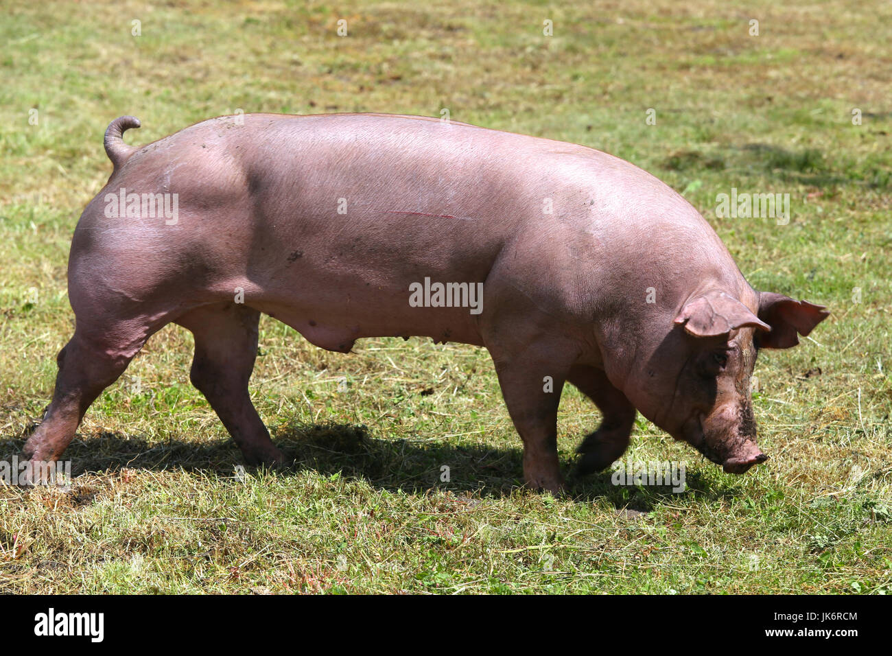 Beautiful young domestic pig breeding on animal farm Stock Photo - Alamy