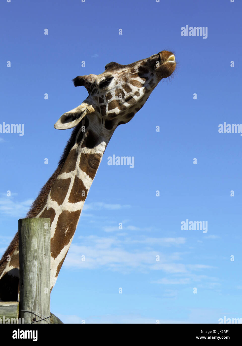 Reticulated eyes hi-res stock photography and images - Alamy