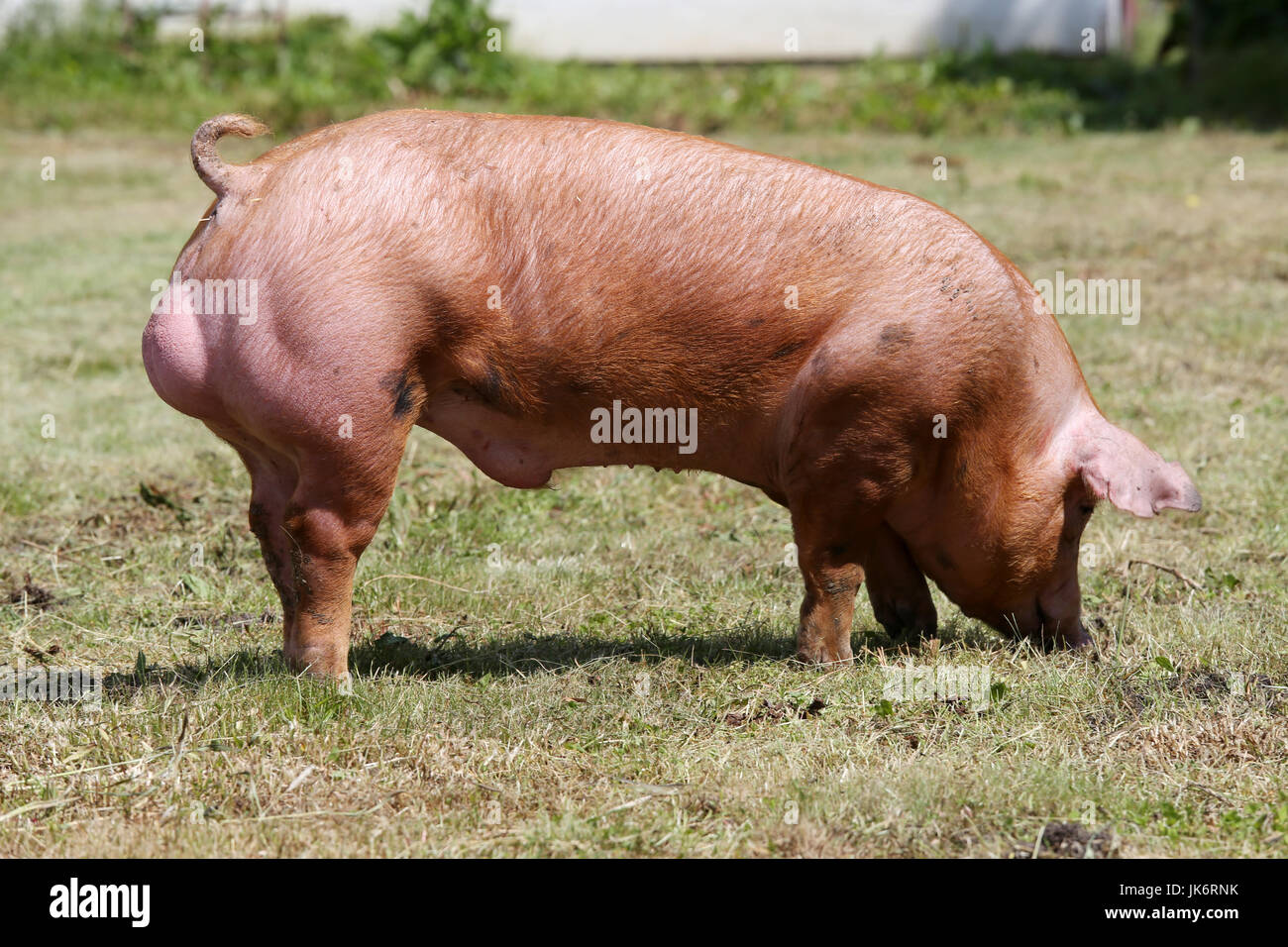 Domestic pig grazing on animal farm summertime Stock Photo - Alamy