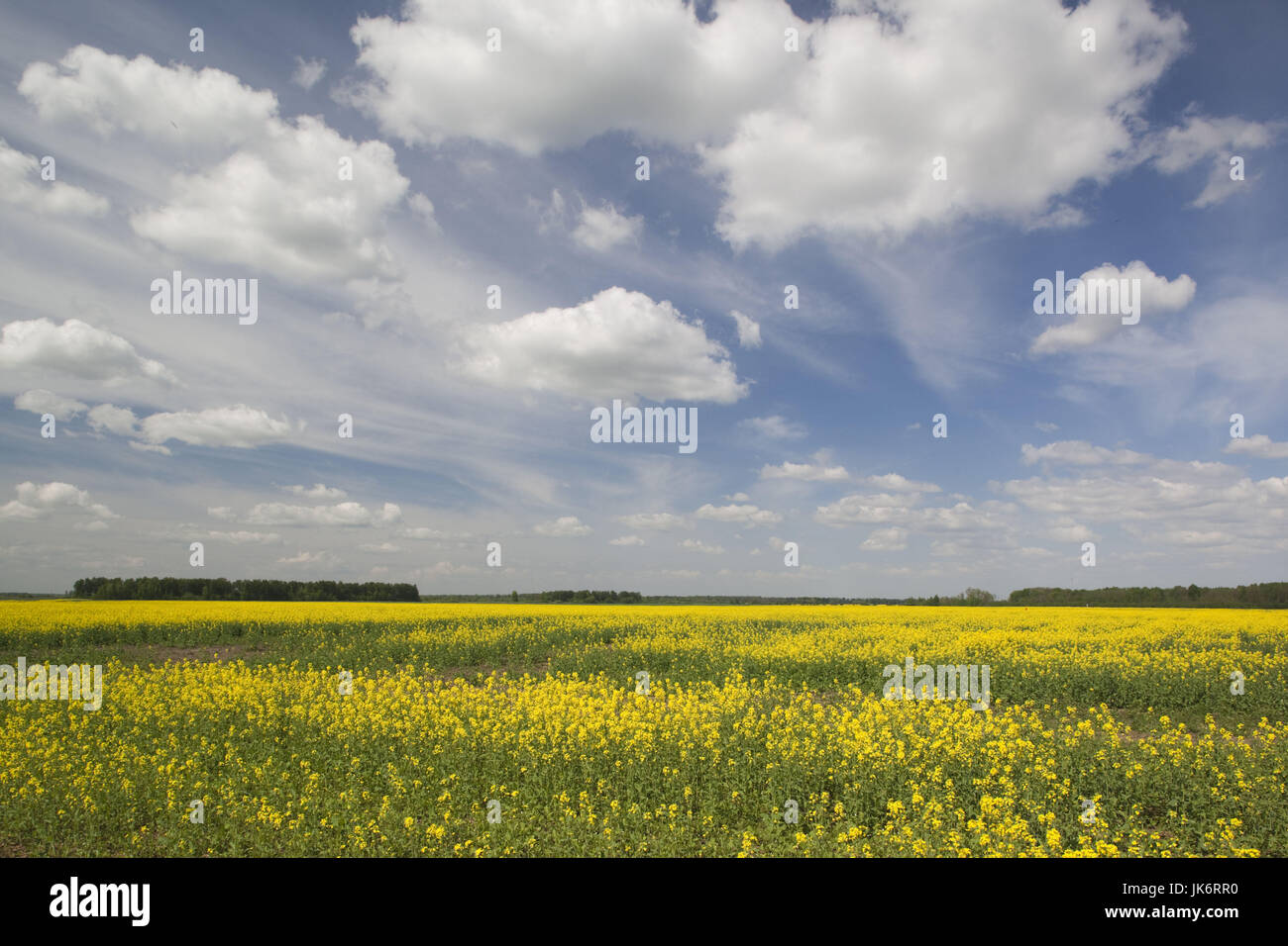 Lithuania, Central Lithuania, Joniskis, field of mustard flowers in ...