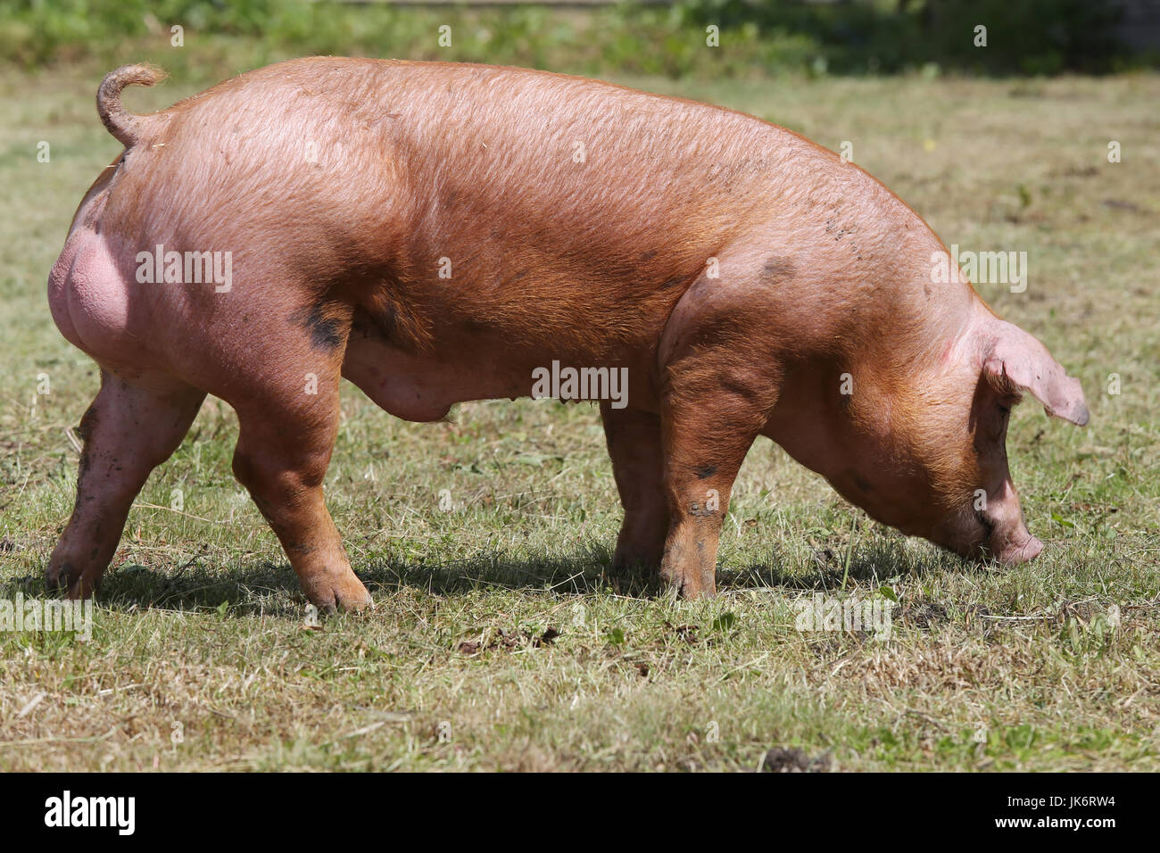 Side view photo of young pig near the farm rural scenic Stock Photo - Alamy