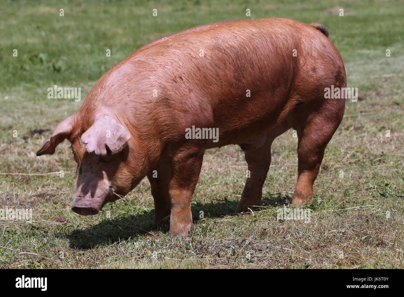 Beautiful young domestic pig breeding on animal farm Stock Photo - Alamy