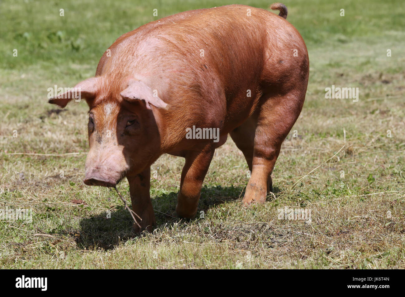 Front view photo of young pig near the farm Stock Photo - Alamy