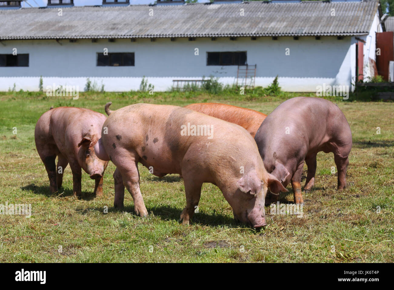 Group of pigs farming raising breeding in animal farm rural scene Stock ...