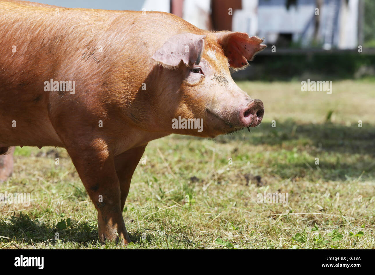 Side view photo of young pig near the farm rural scene summertime Stock ...