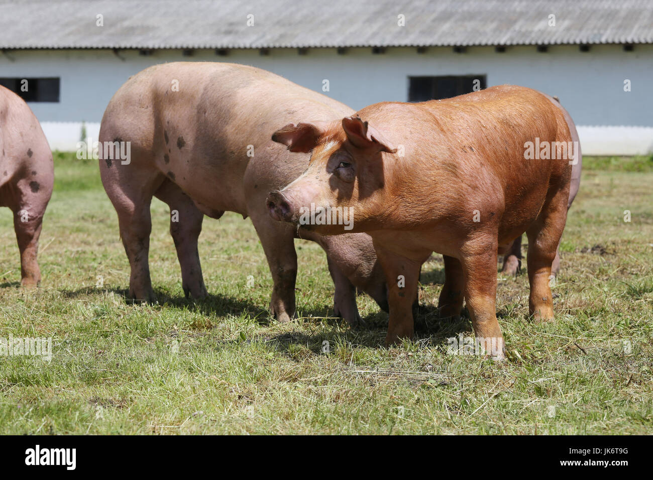 Domestic female pigs grazing on animal farm summertime Stock Photo - Alamy