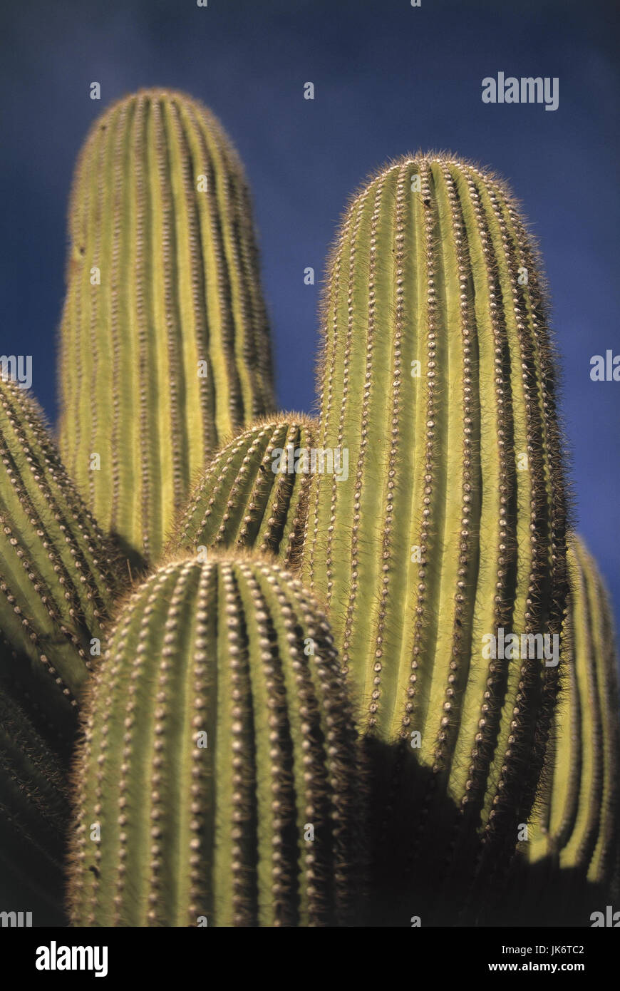 Cactus Tubing Hangers