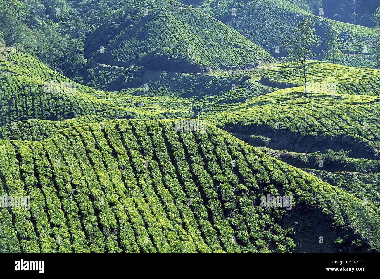 Malaysia, Cameron Highlands, Teeplantage, Übersicht Asien, Wirtschaft ...