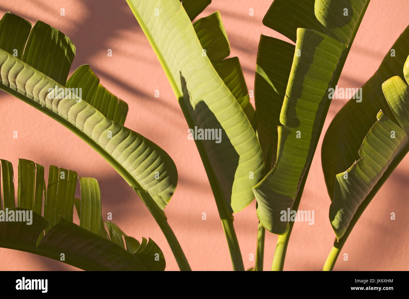 Palme detail hi-res stock photography and images - Alamy