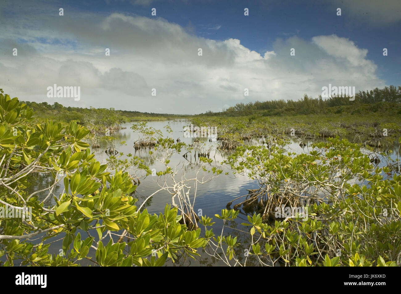 Bahamas, Nationalpark, Mangrovensümpfe Stock Photo - Alamy