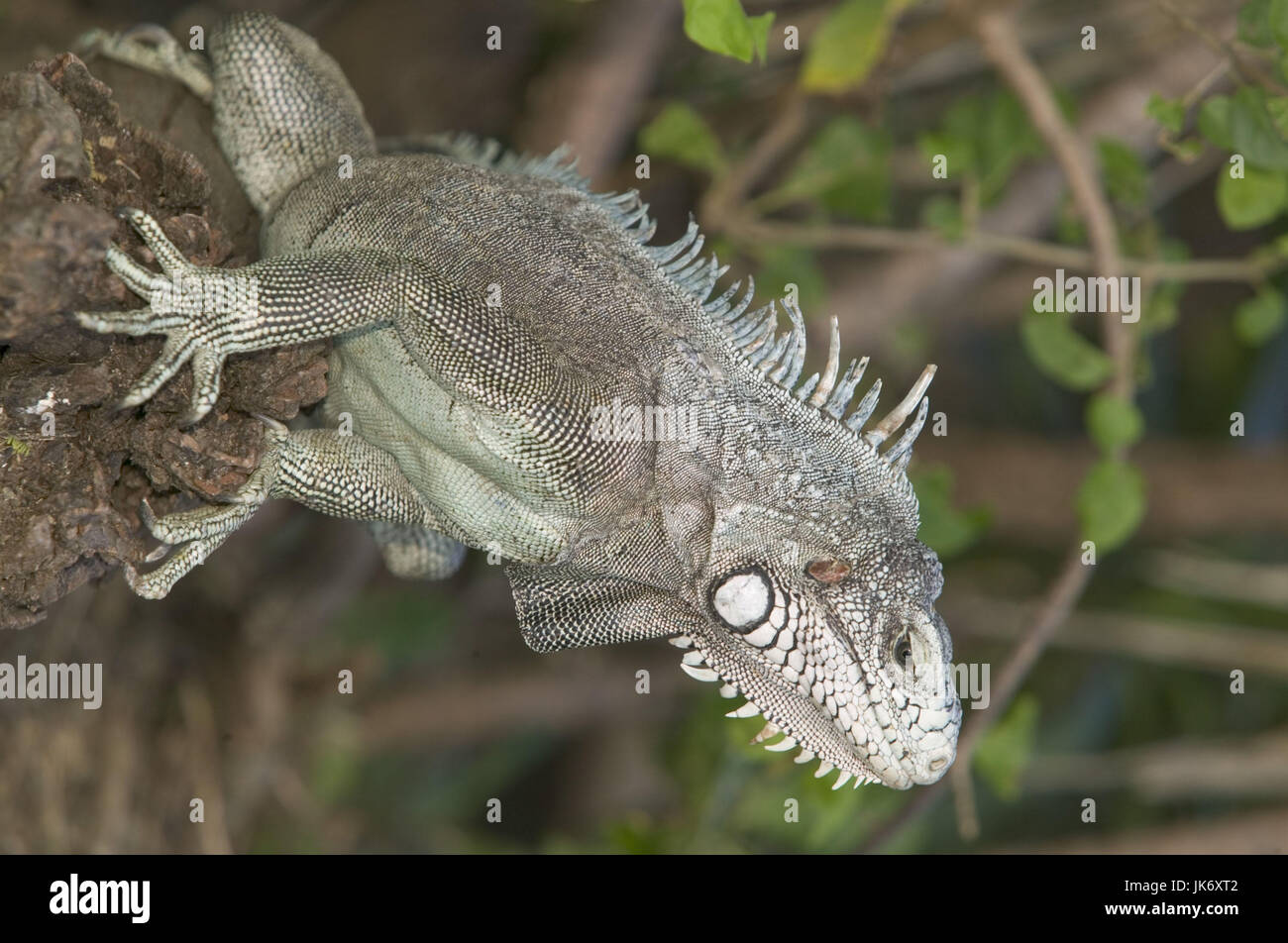 Tier, Leguan, Porträt Stock Photo - Alamy