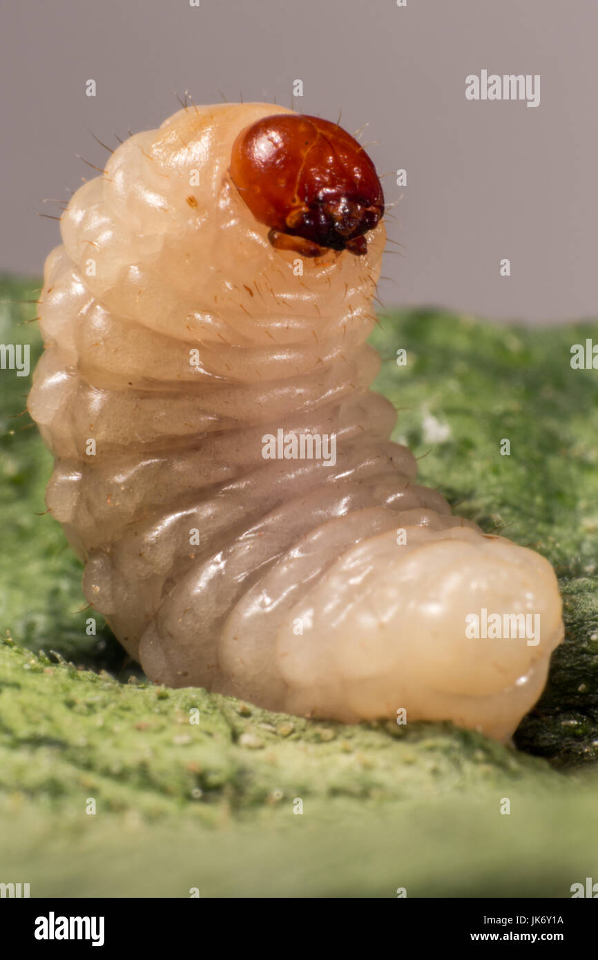 Curculio nucum hi-res stock photography and images - Alamy