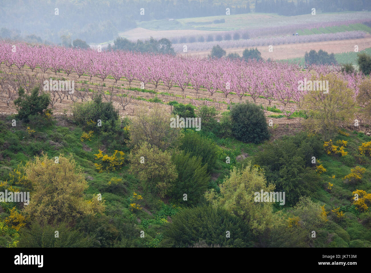 Israel, Upper Galilee, Metula, fruit trees by frontier with Lebanon ...