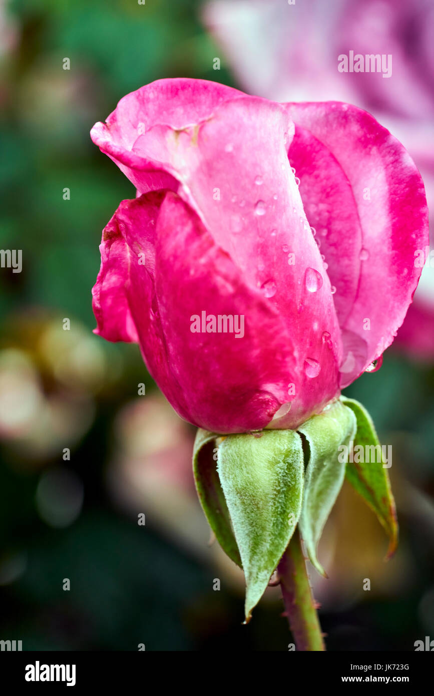 photography by alicia marie massie, san diego ca Stock Photo - Alamy