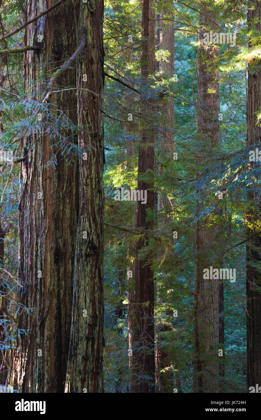 USA, California, Northern California, North Coast, Orick, Redwoods ...