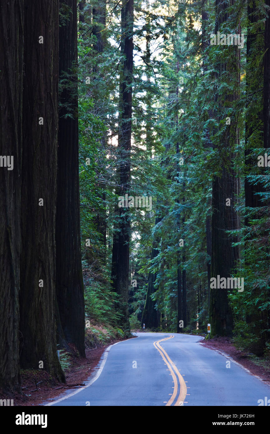 USA, California, Northern California, North Coast, Miranda, Avenue of ...