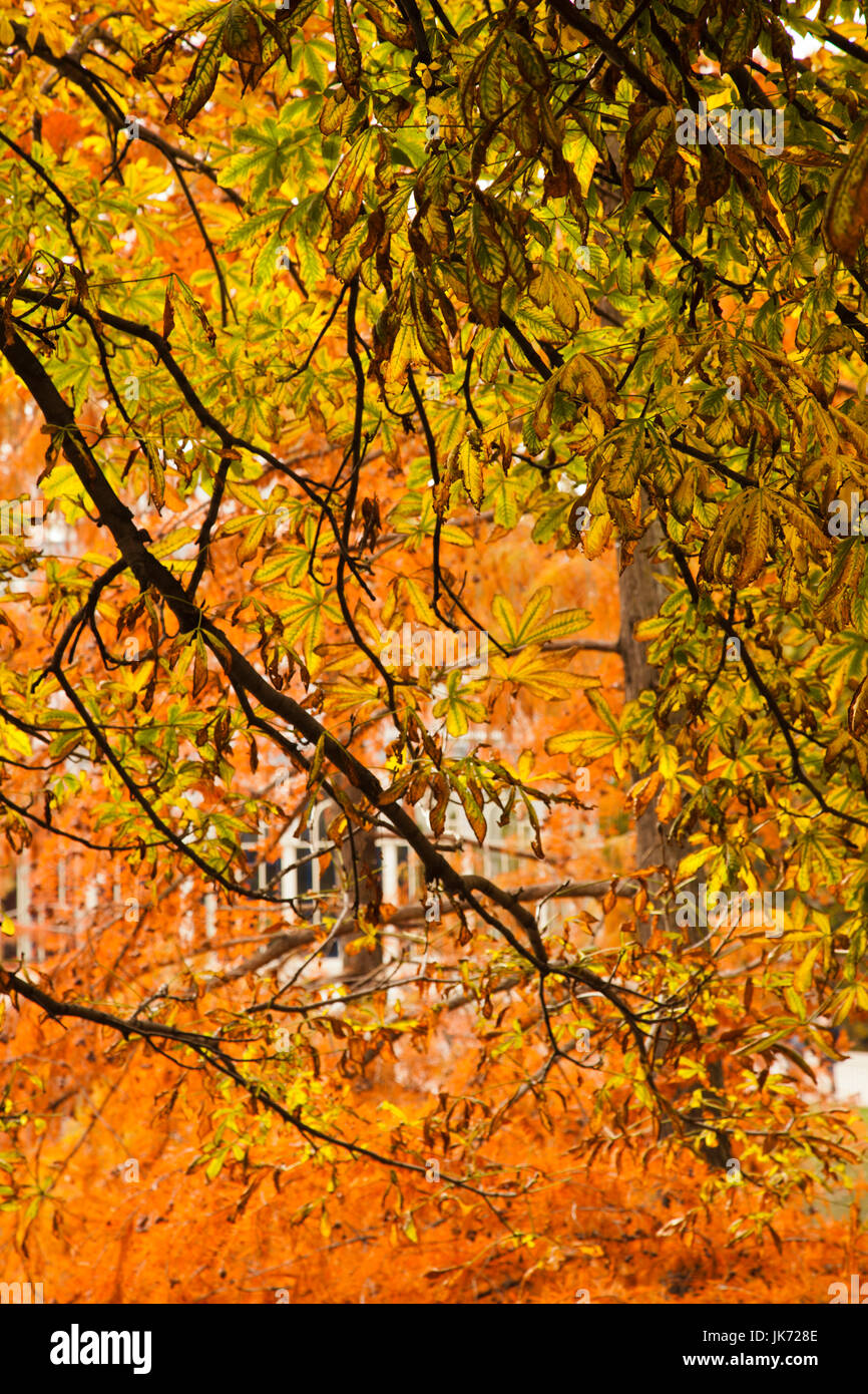 Spain, Madrid, Parque del Buen Retiro park, fall foliage Stock Photo ...